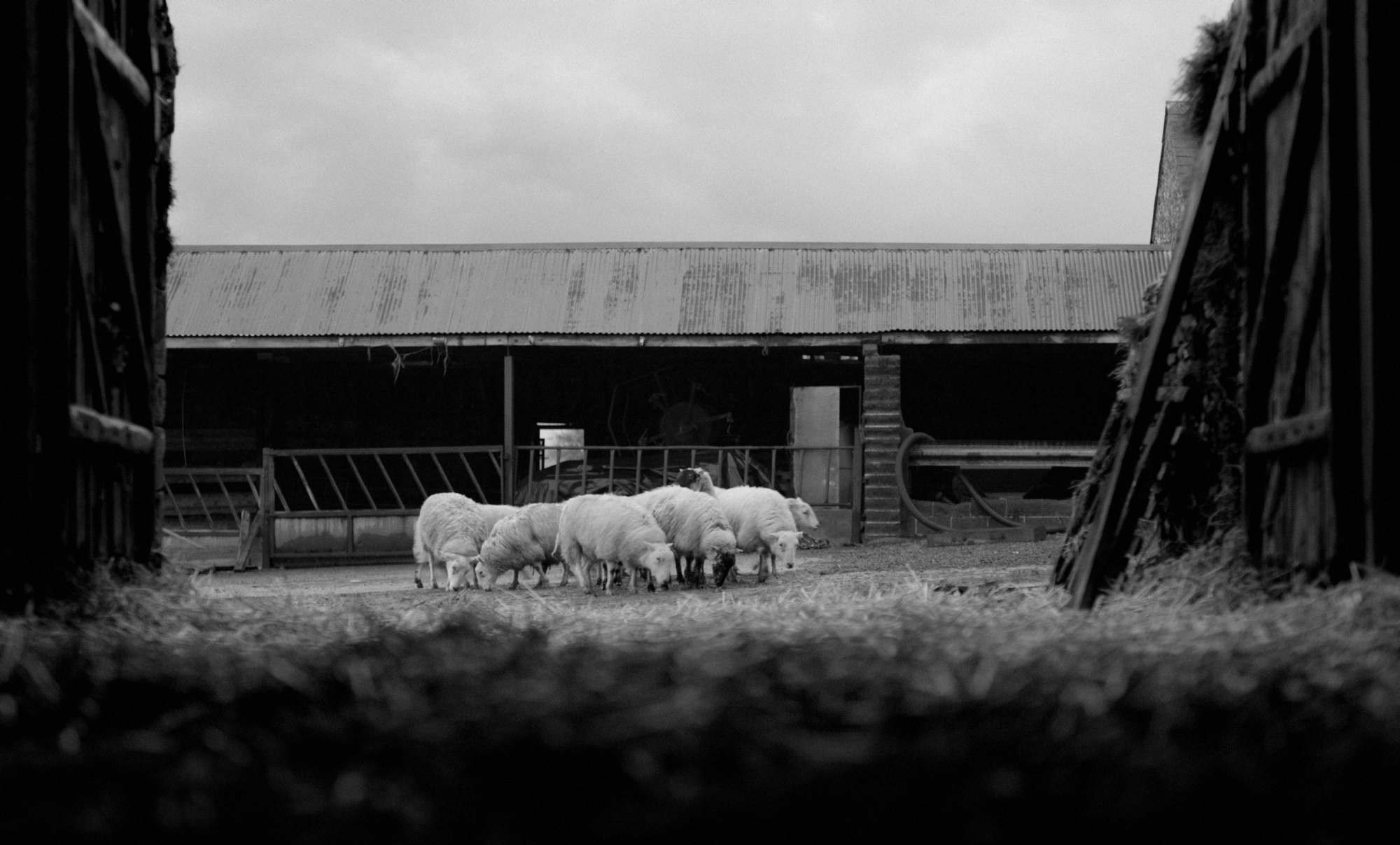 Flock by Mac Nixon // BIFA Nominated Horror Short // Directors Notes