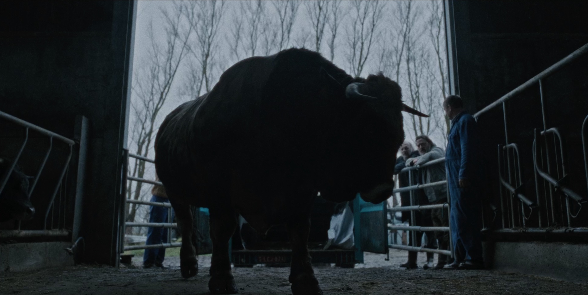 The Bull by Victor Nauwynck // Drama // Short Film // Directors Notes